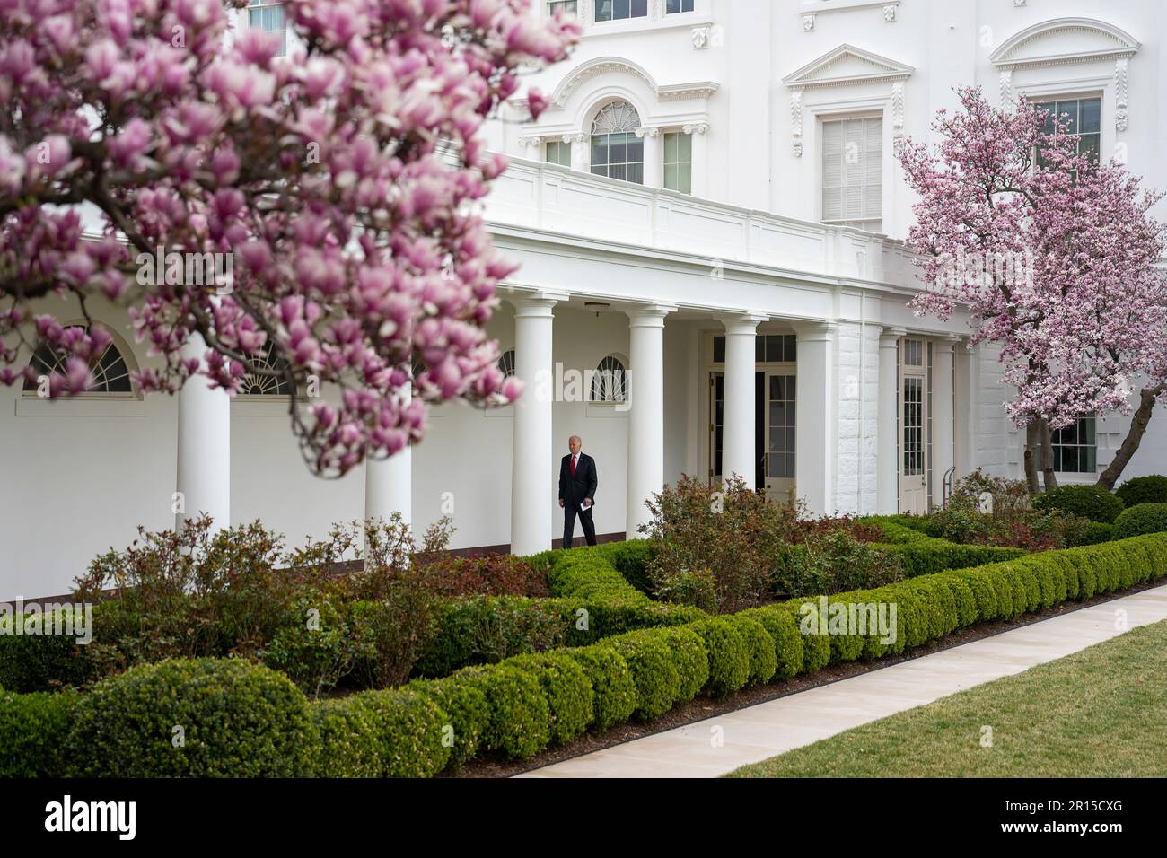 Magnolia trees bloom as President Joe Biden walks along the West ...