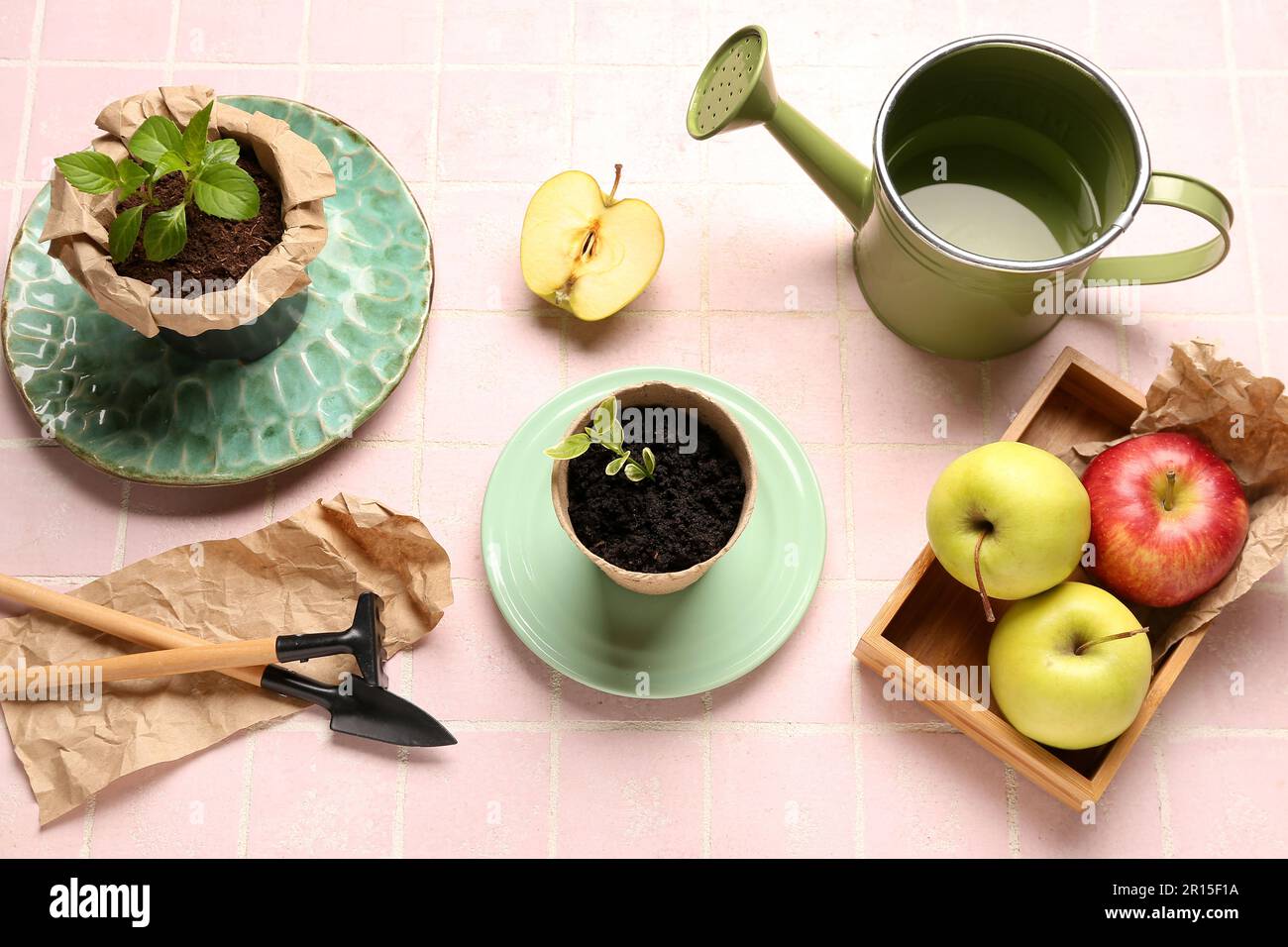 Flower pots with green seedlings, apples and gardening tools on pink ...