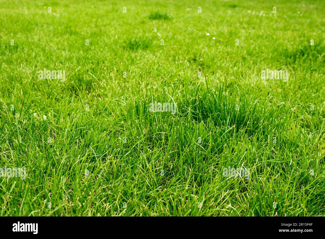 Beautiful lawn with many grass growing outdoors as background Stock ...