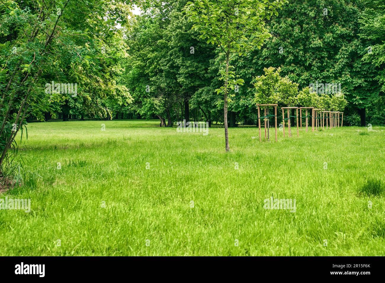 Lawn with many trees hi-res stock photography and images - Alamy