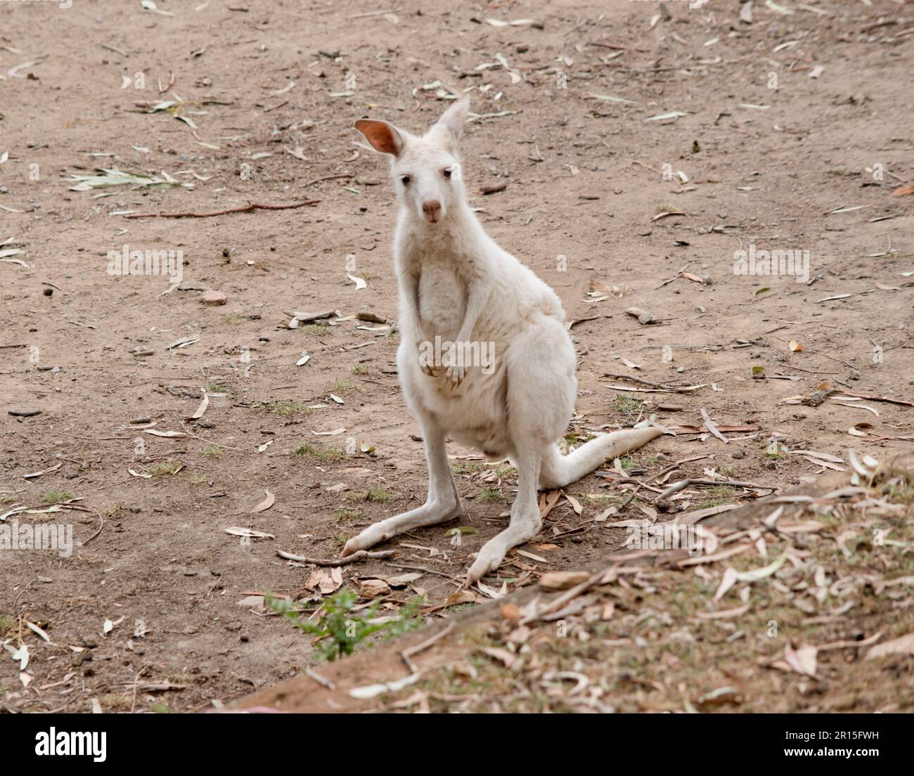 the albino kangaroo is all white with pink eyes, ears and nose Stock ...