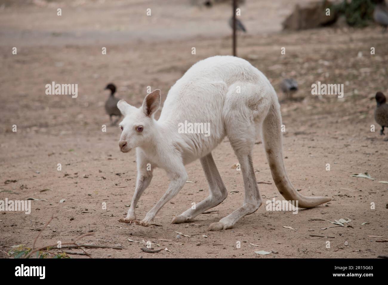 the albino kangaroo is all white with pink eyes, ears and nose Stock ...