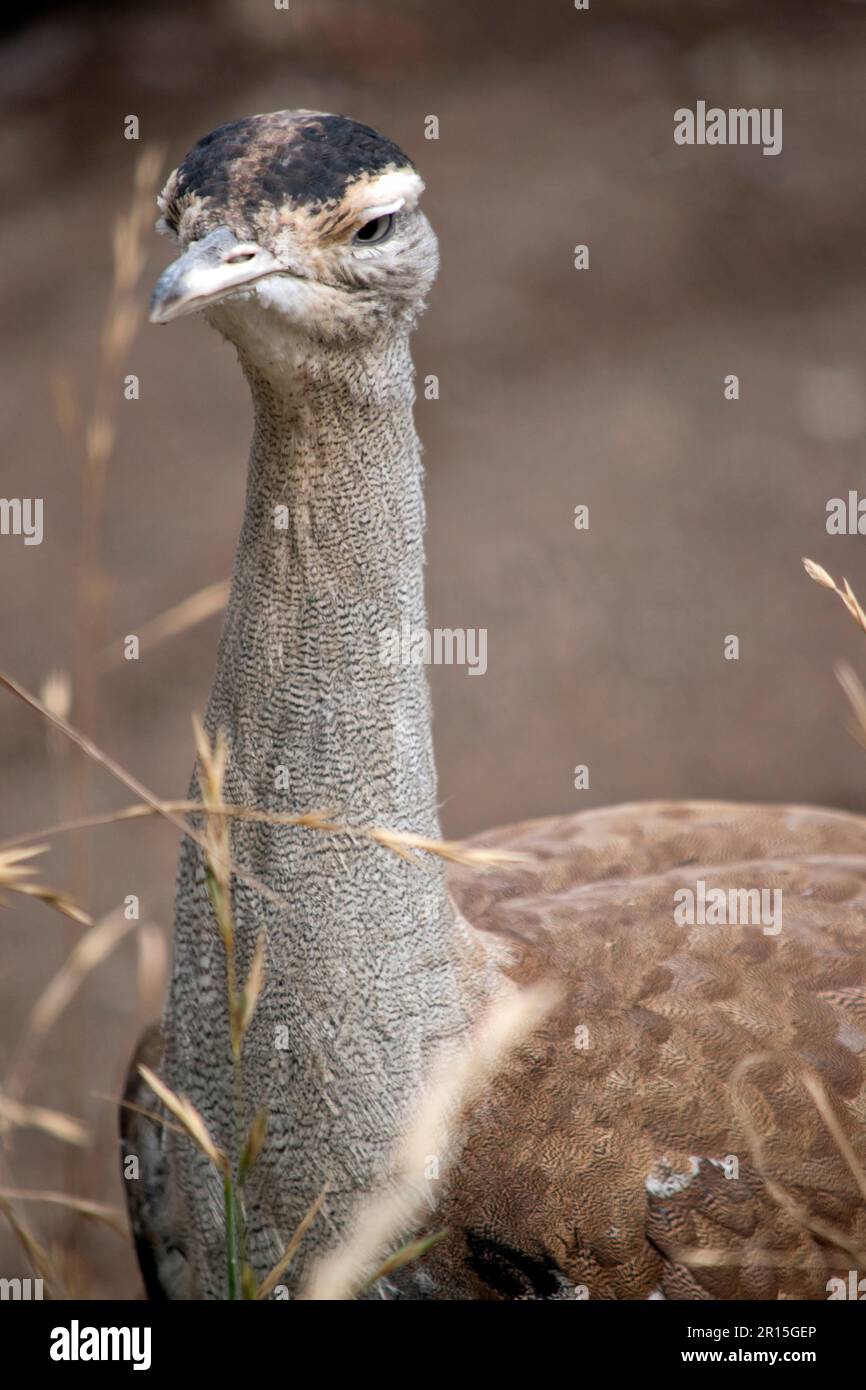 The Australian Bustard Is One Of Australias Largest Birds It Is A Mainly Grey Brown Bird