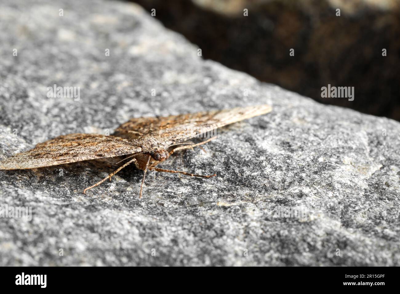 Alcis repandata moth on stone, closeup. Space for text Stock Photo - Alamy