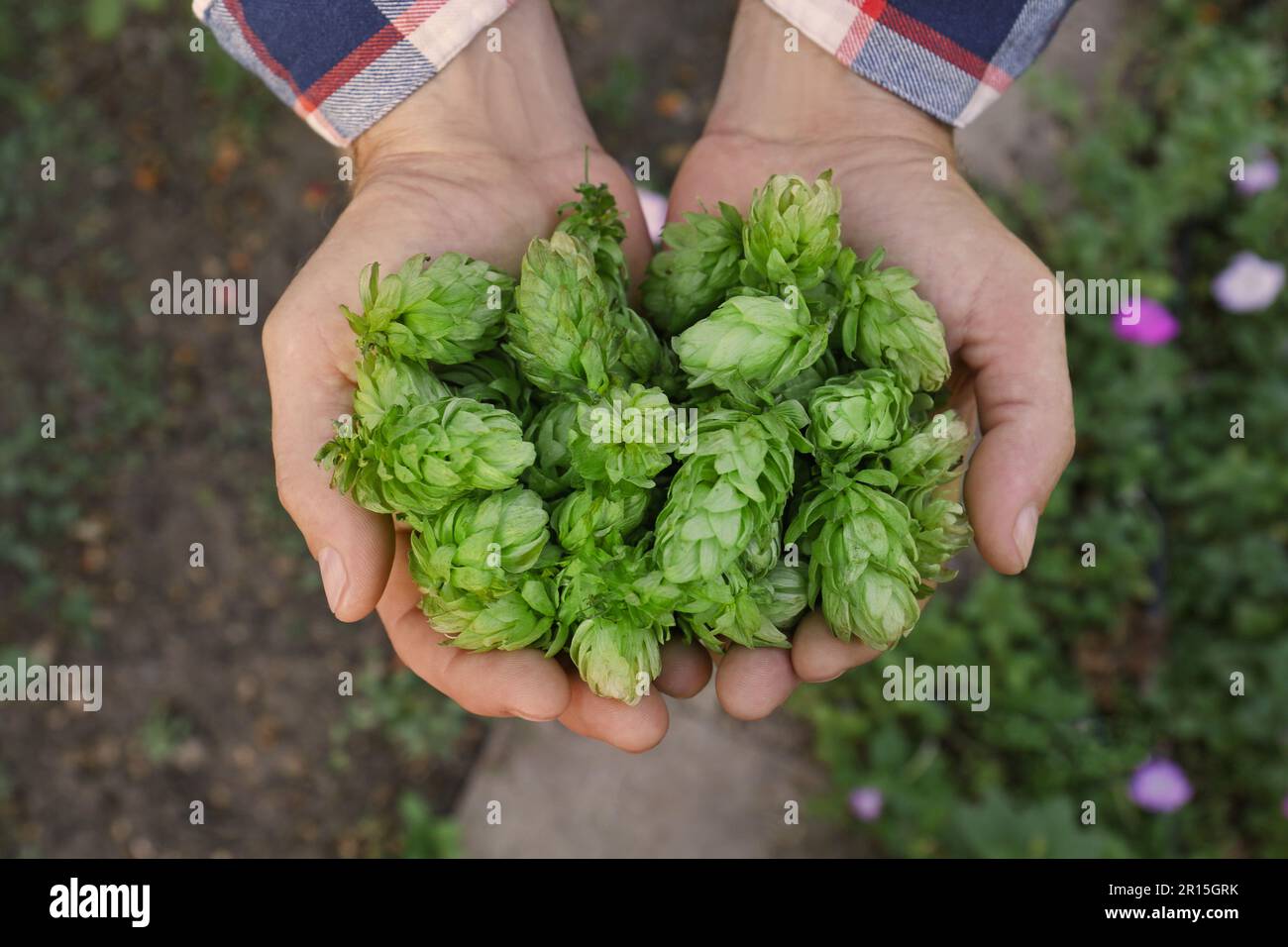 Man holding fresh green hops outdoors, top view Stock Photo - Alamy