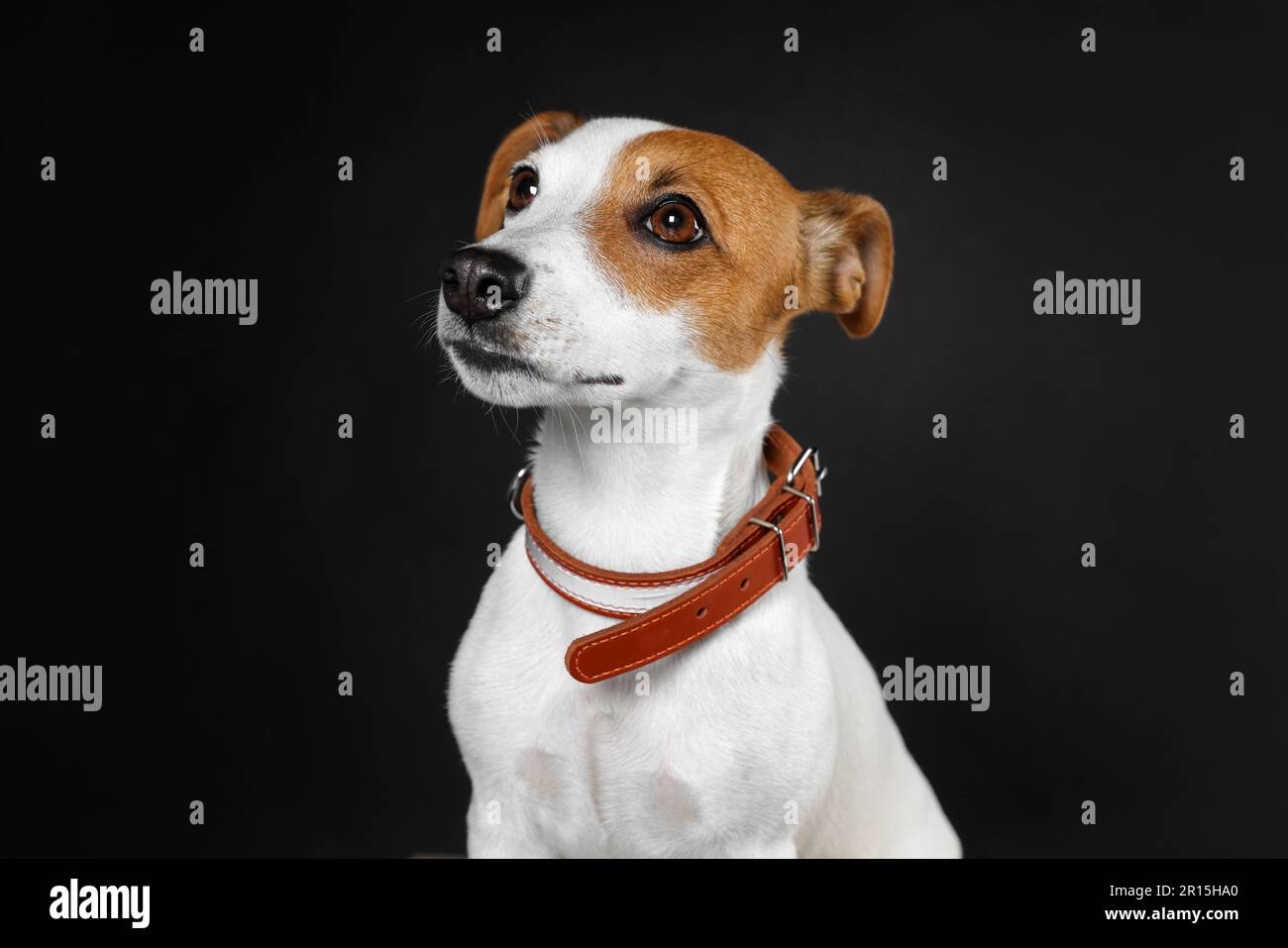 Adorable Jack Russell terrier with collar on black background Stock ...