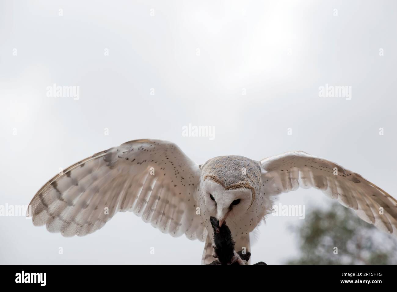 Barn owls have a distinctive heart-shaped white face and dark eyes ...