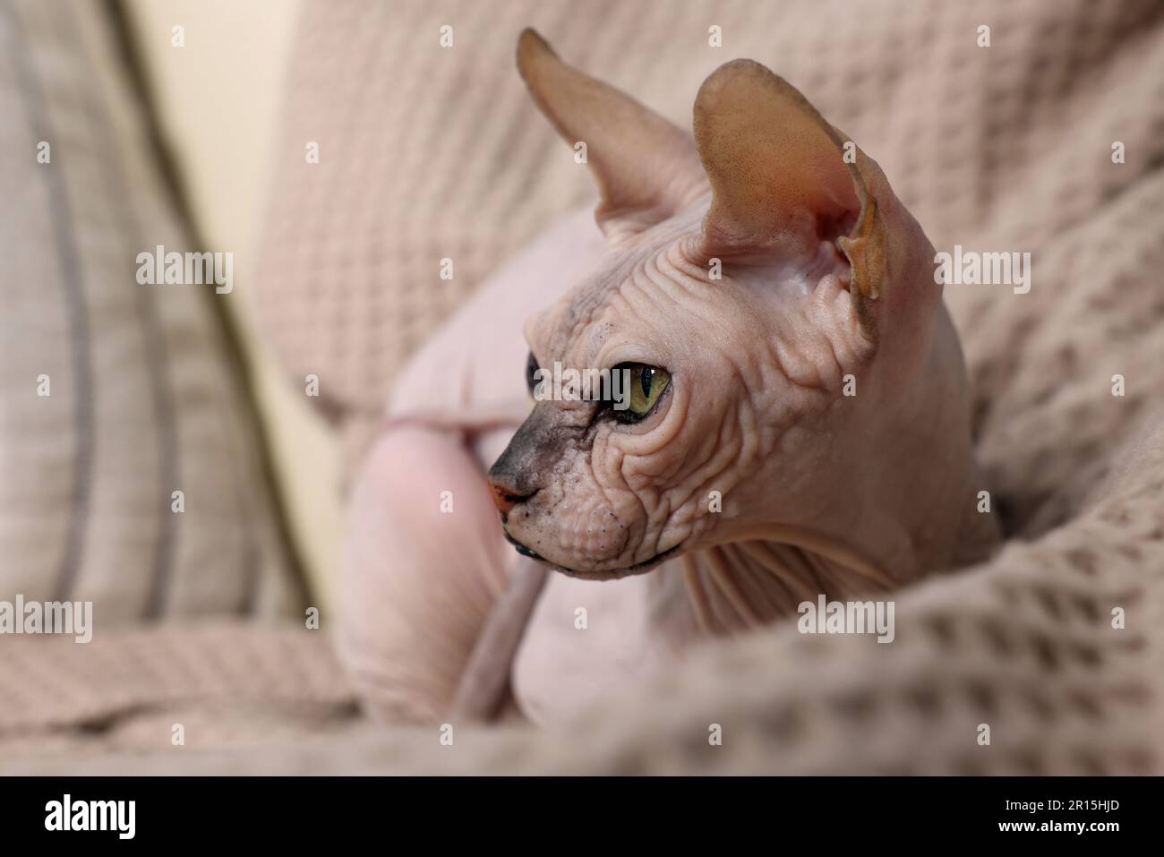 Beautiful Sphynx Cat