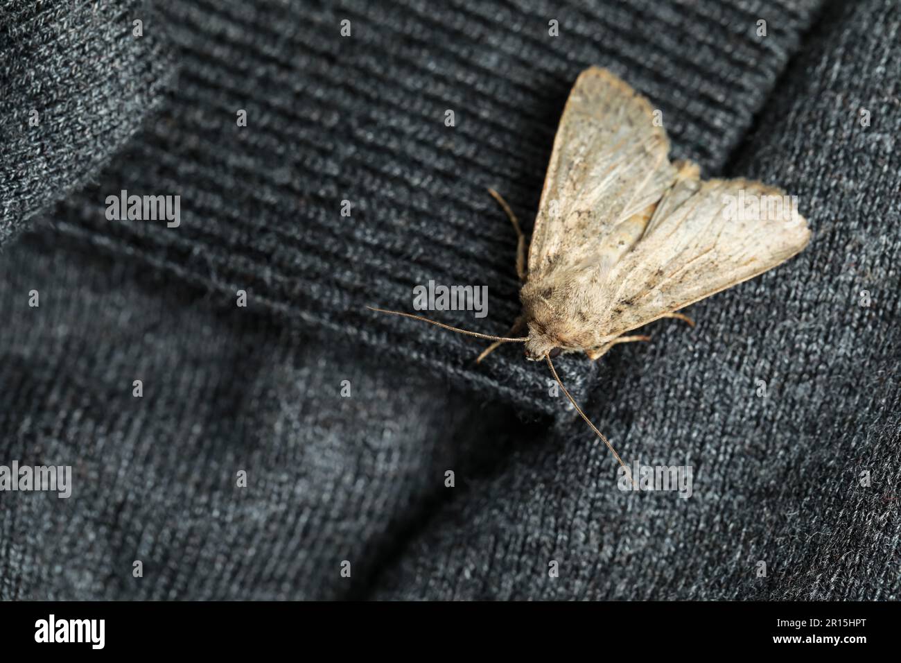 Paradrina clavipalpis moth with pale mottled wings on black sweater ...