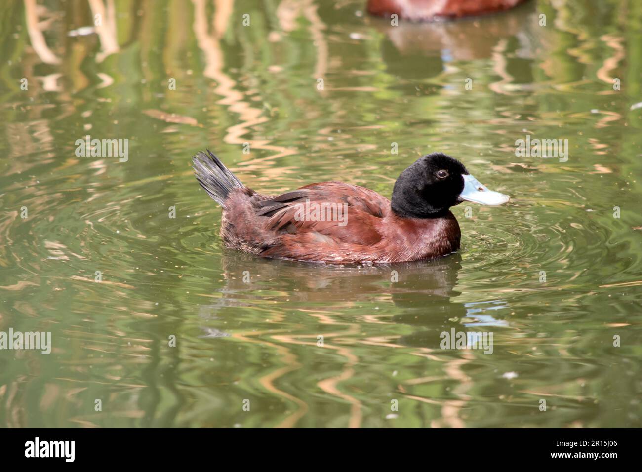 The male Blue-billed duck has a black head, dark brown body and a brown ...