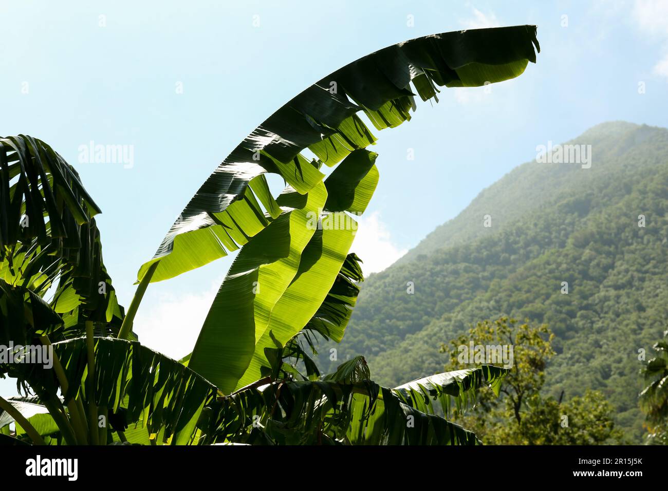 Sierra palm forest hi-res stock photography and images - Alamy