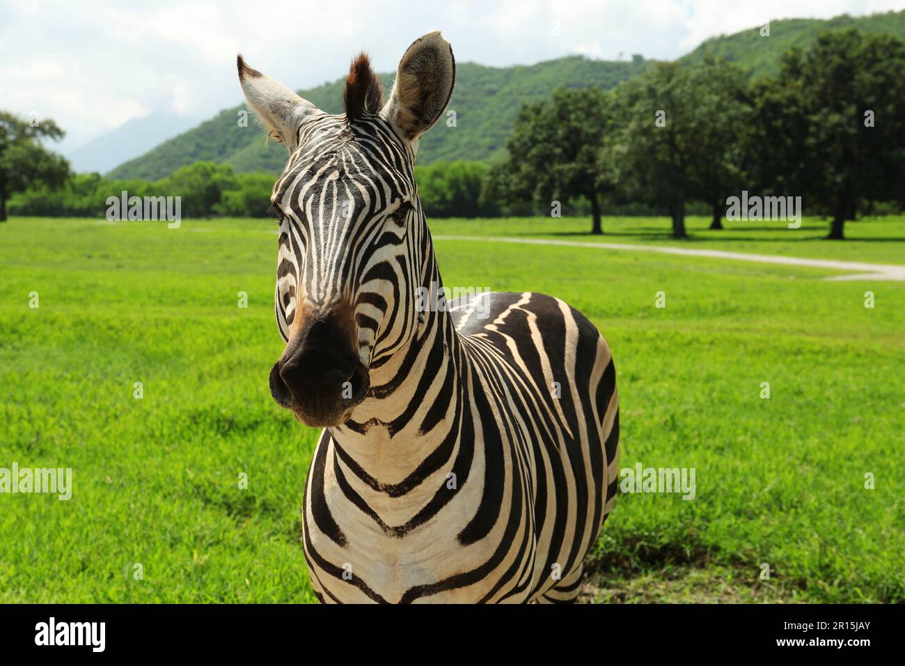 Zebra observation hi-res stock photography and images - Alamy