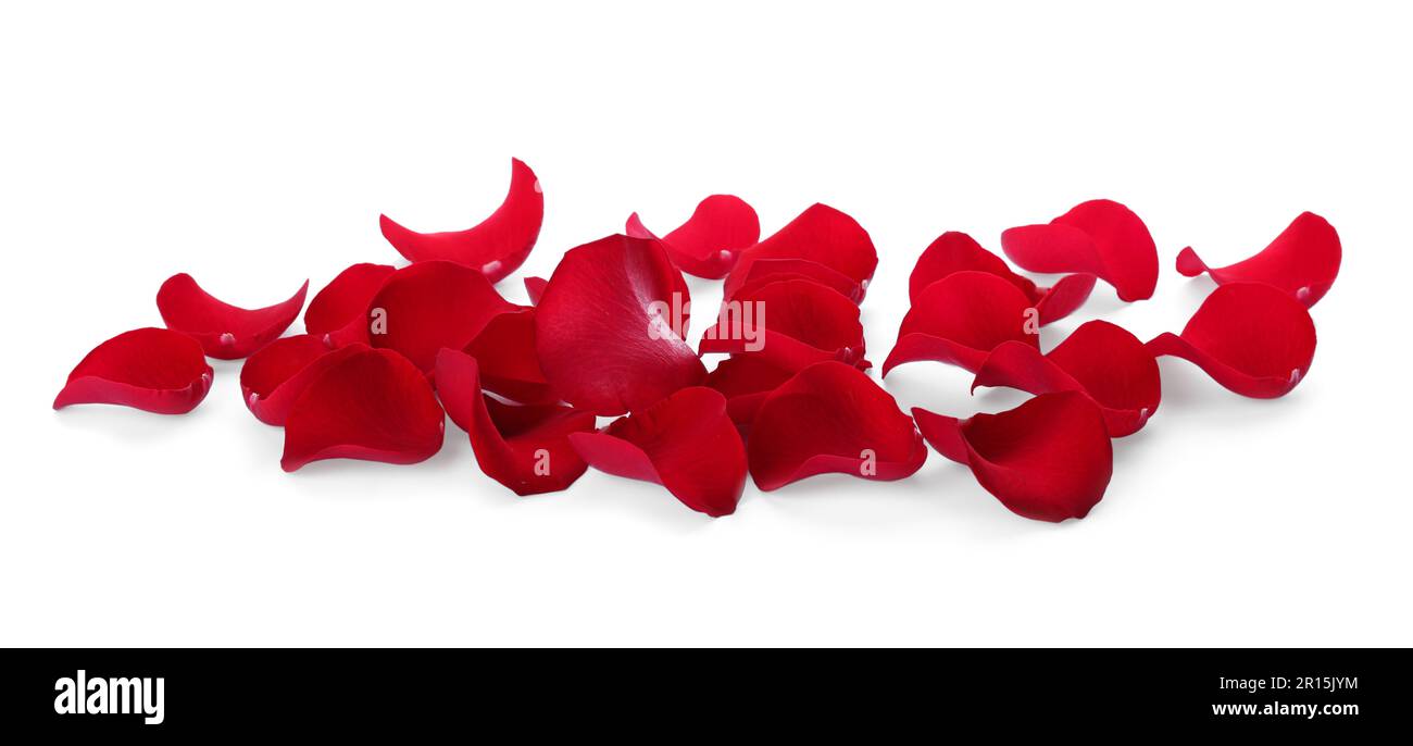 Fresh red rose petals on white background Stock Photo - Alamy