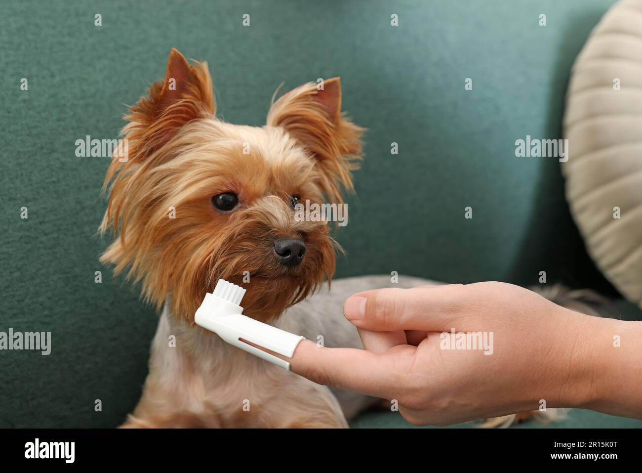 Man brushing teeth dog hi-res stock photography and images - Alamy