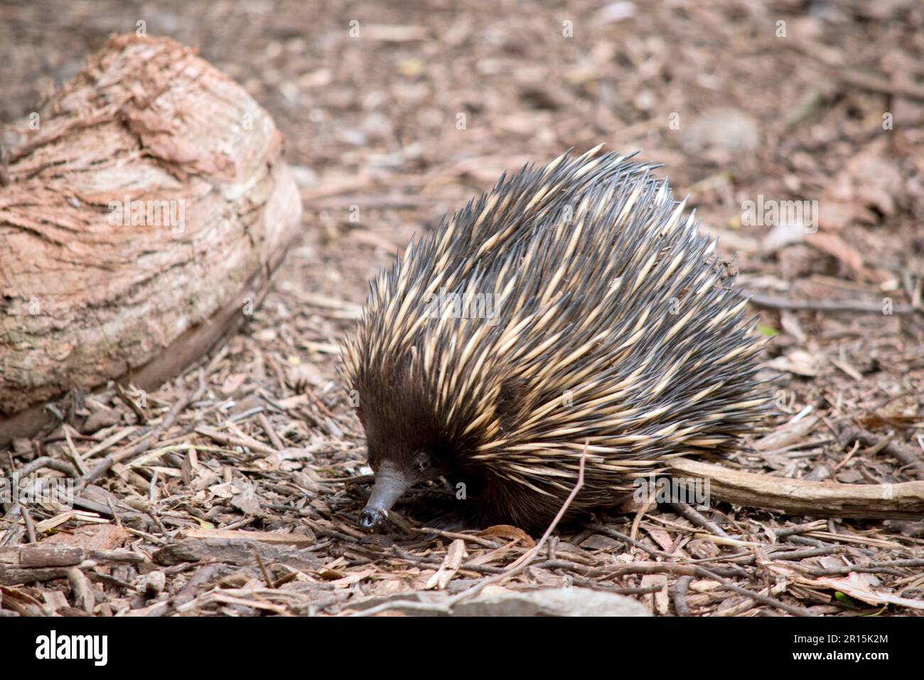 The echidna has spines like a porcupine, a beak like a bird, a pouch ...