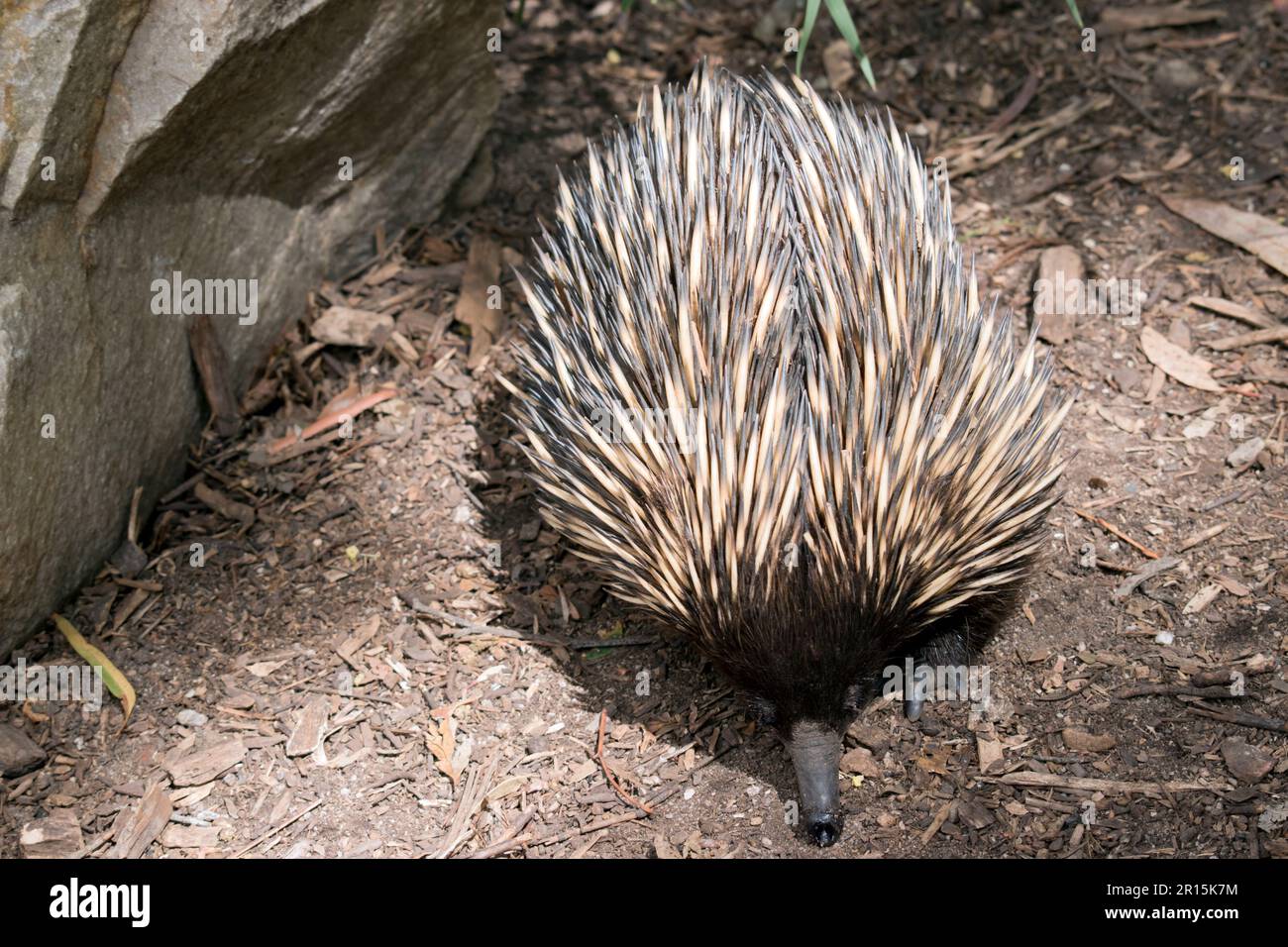 The echidna has spines like a porcupine, a beak like a bird, a pouch ...