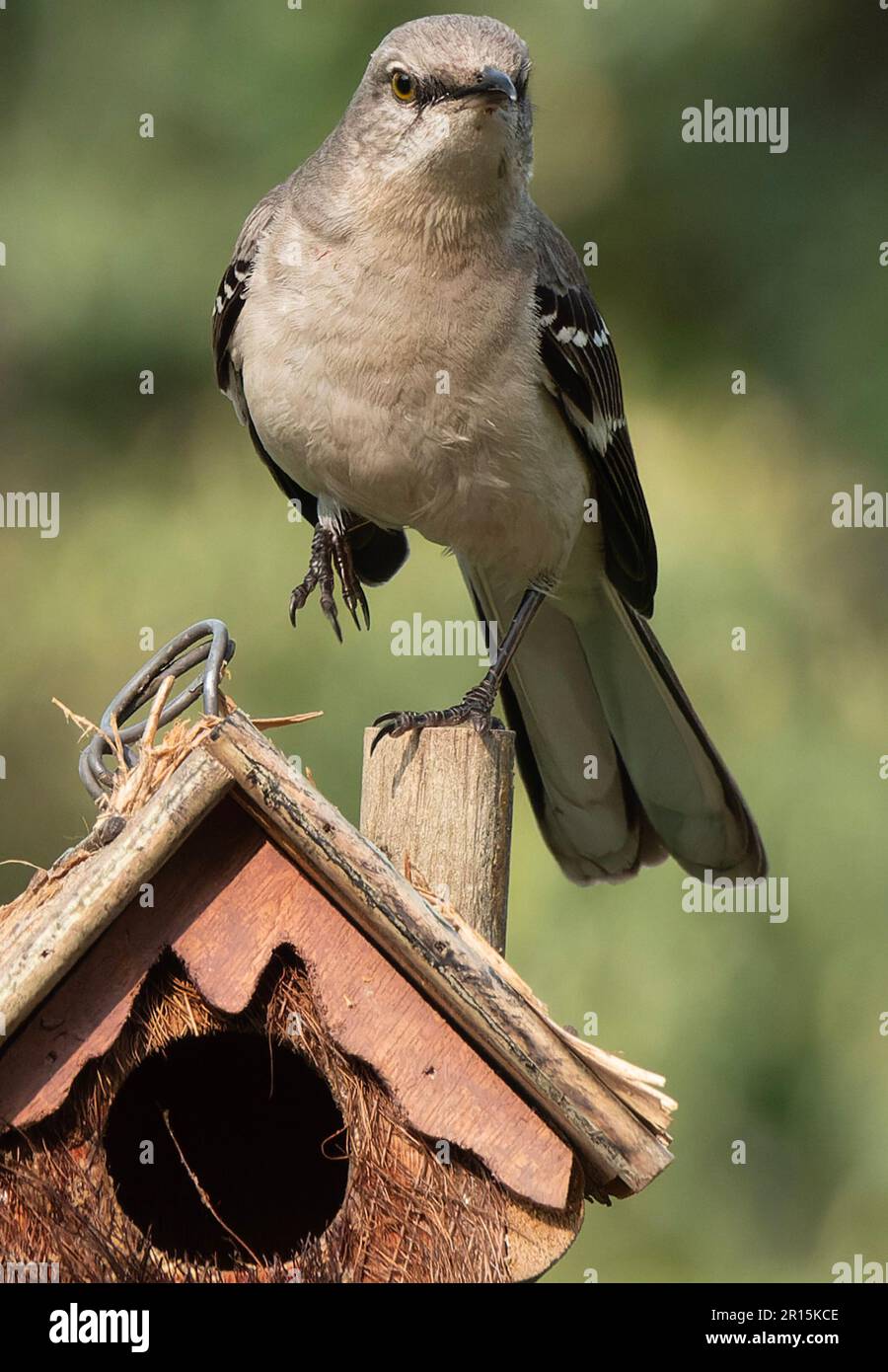 Northern Mockingbird on the birdhouse roof Stock Photo - Alamy