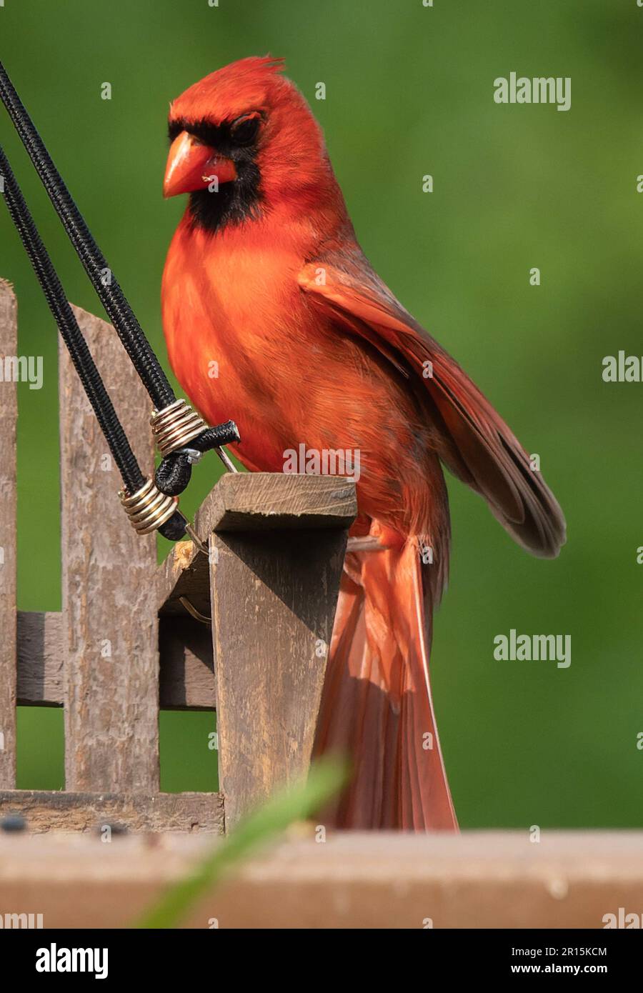 A handsome Northern Cardinal on the backyard bird feeder Stock Photo ...