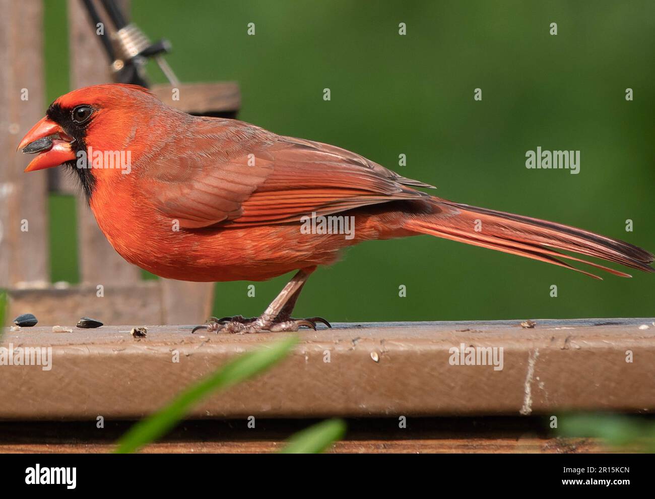A handsome Northern Cardinal on the backyard bird feeder Stock Photo ...
