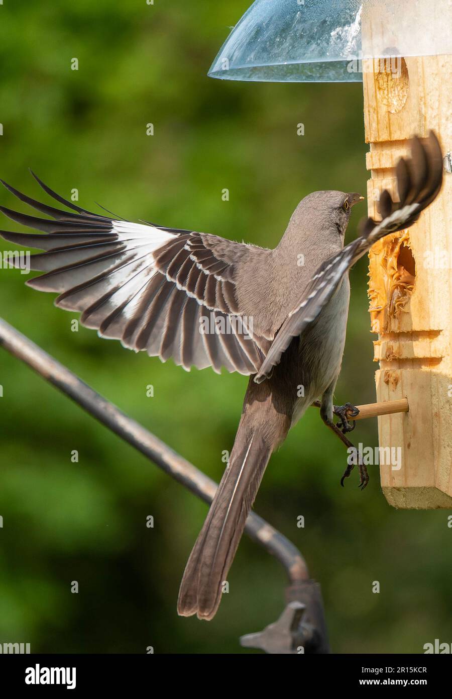 Cedar wood bird feeder hi-res stock photography and images - Alamy