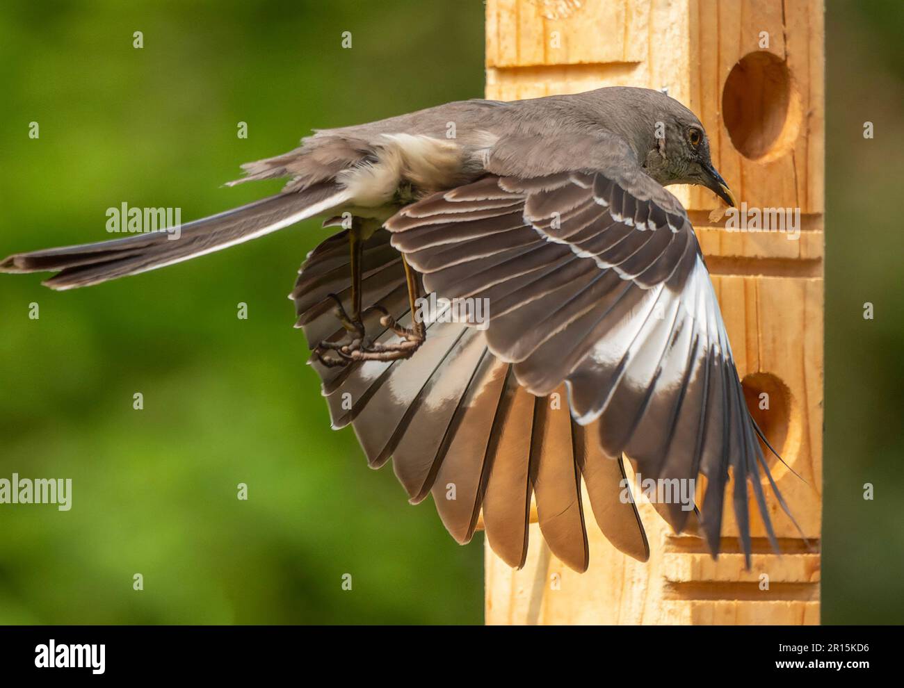 Northern mockingbird flight hi-res stock photography and images - Alamy