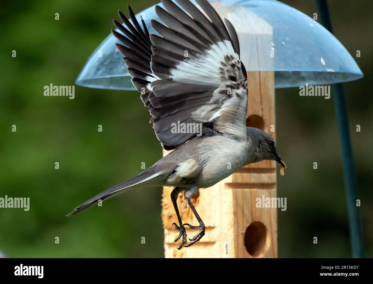 Cedar wood bird feeder hi-res stock photography and images - Alamy