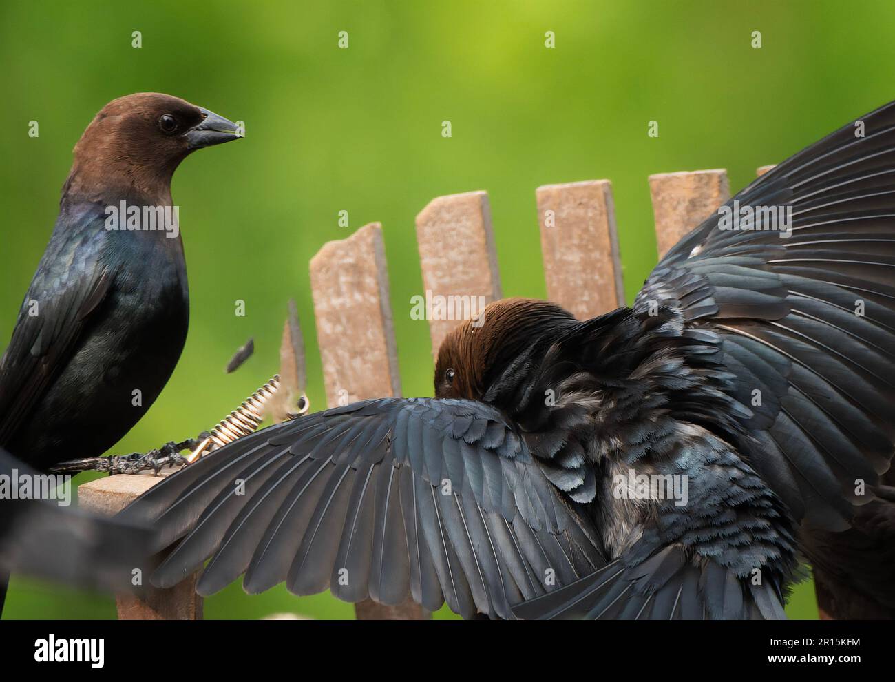 brown-Headed Cowbird arrives on the deck Stock Photo - Alamy