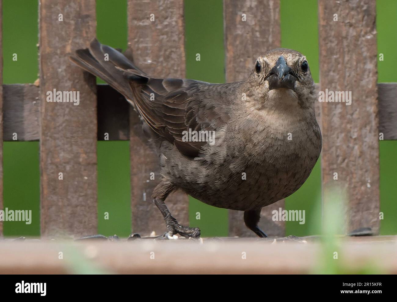 Gray cowbird hi-res stock photography and images - Alamy