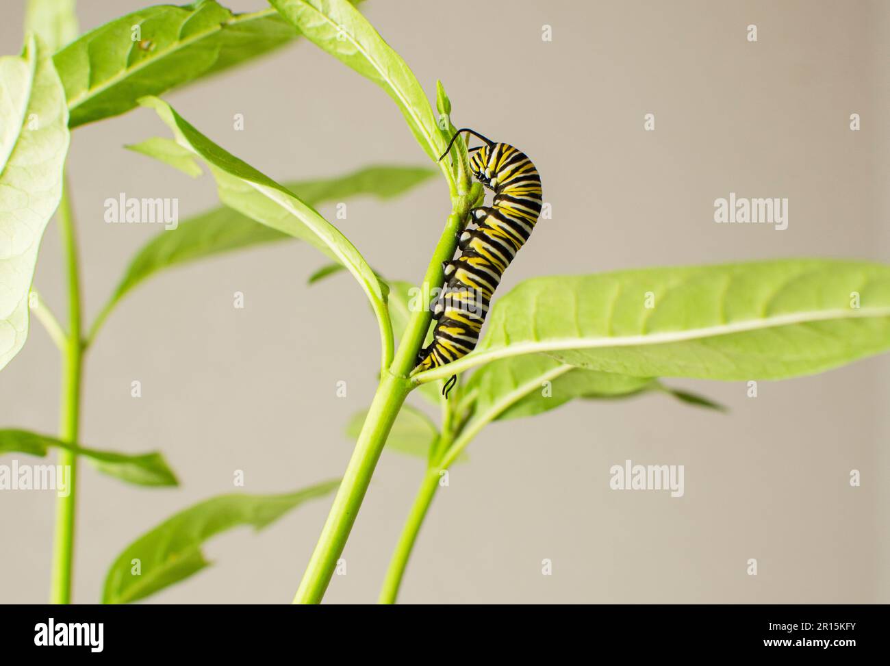 Monarch butterfly caterpillar on a milkweed leaf. Raising endangered ...