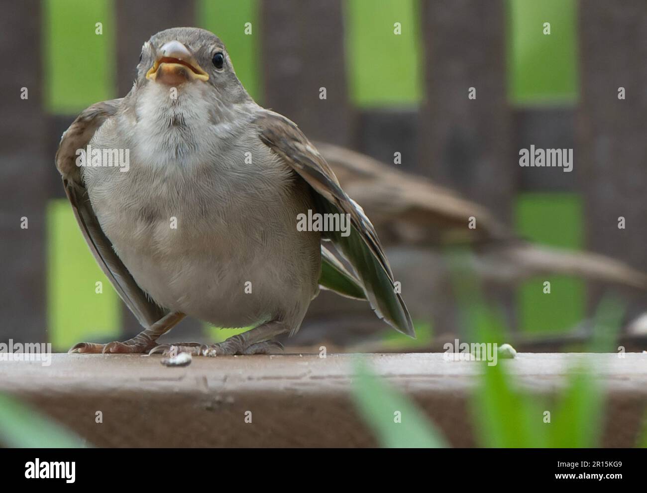 Puffed up Sparrow on the deck Stock Photo - Alamy