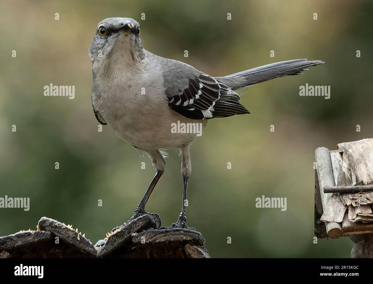 Northern Mockingbird on the birdhouse roof Stock Photo - Alamy