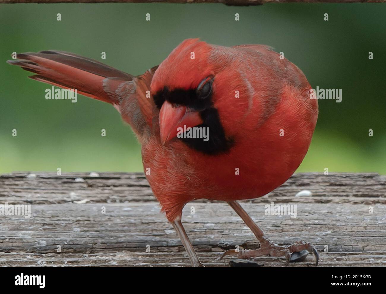 A handsome Northern Cardinal on the backyard bird feeder Stock Photo ...