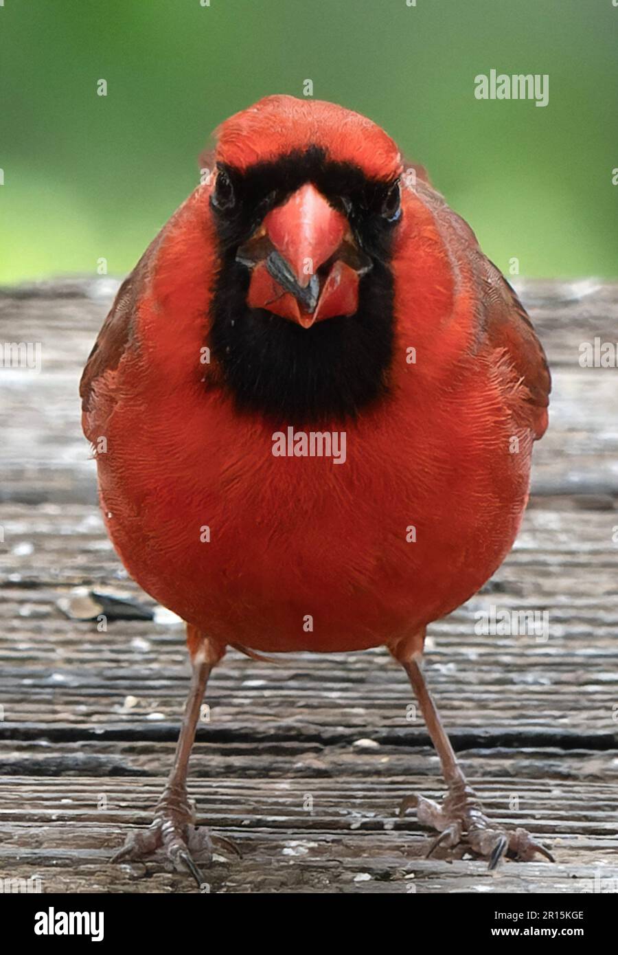 Handsome cardinal hi-res stock photography and images - Alamy