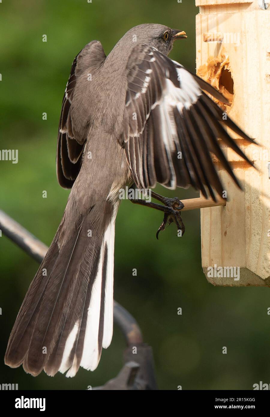 Northern Mockingbird at the bird feeder Stock Photo - Alamy