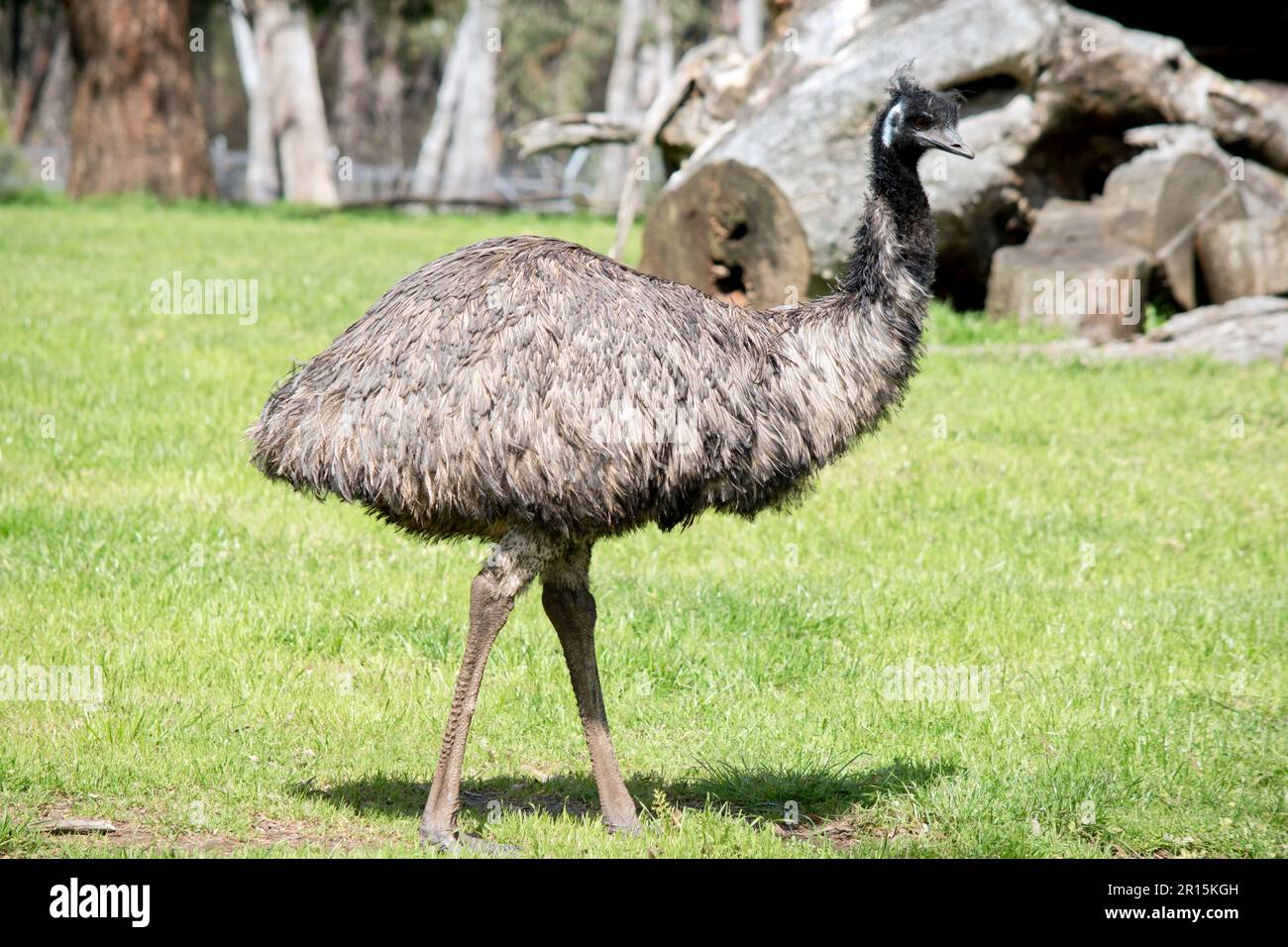 Emu feathers hi-res stock photography and images - Alamy
