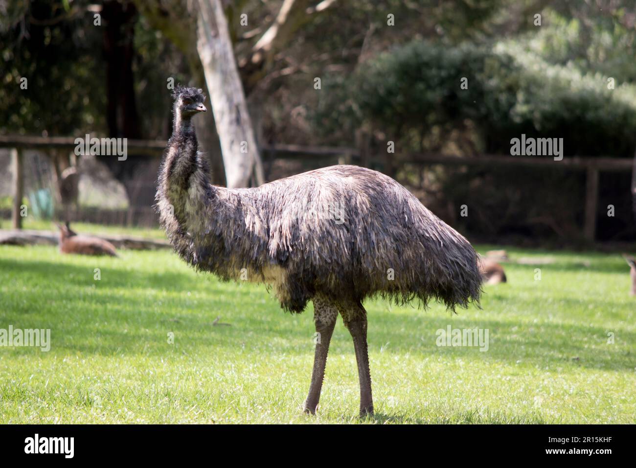 this is a side view of an Australian emu in a field Stock Photo - Alamy