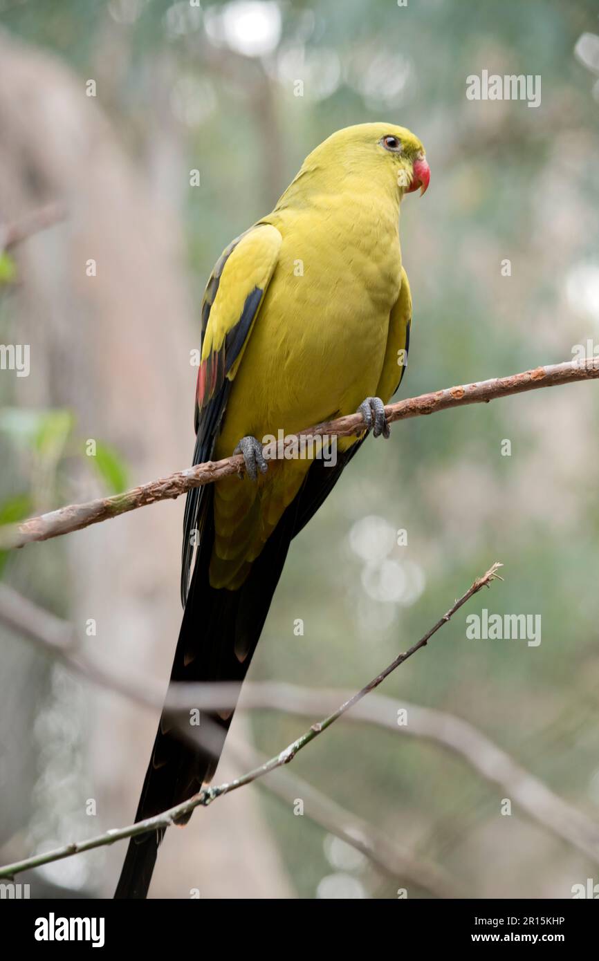 The female regent parrot is all light green. It has yellow shoulder ...