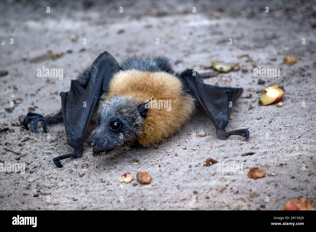 the fruit bat has a woolly fur golden colored on the head, neck ...