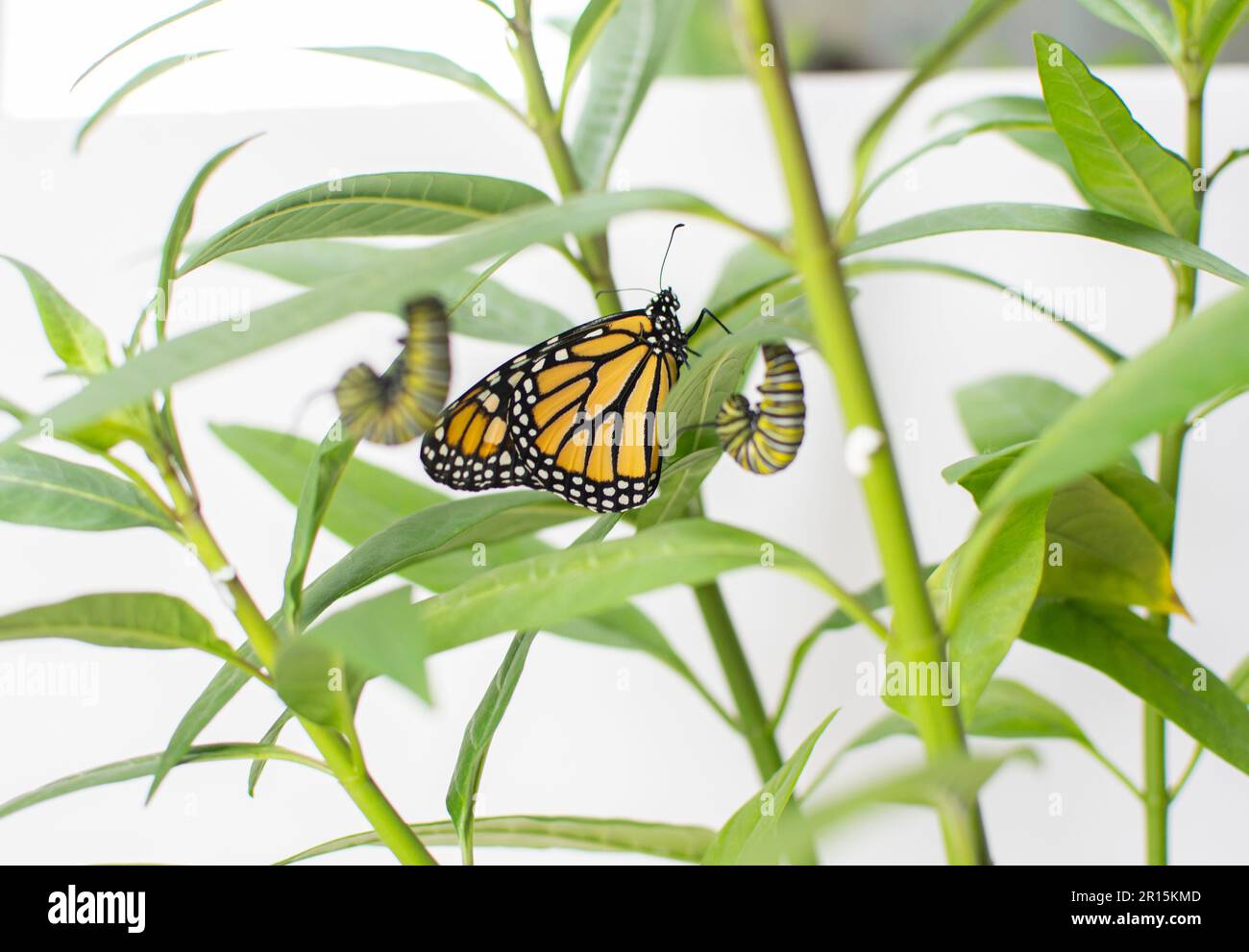 Endangered monarch butterfly just emerged from its chrysalis on a ...