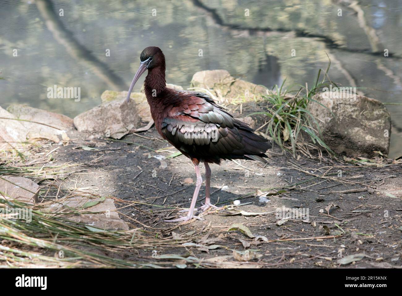 this is a side view of a glossy ibis Stock Photo - Alamy