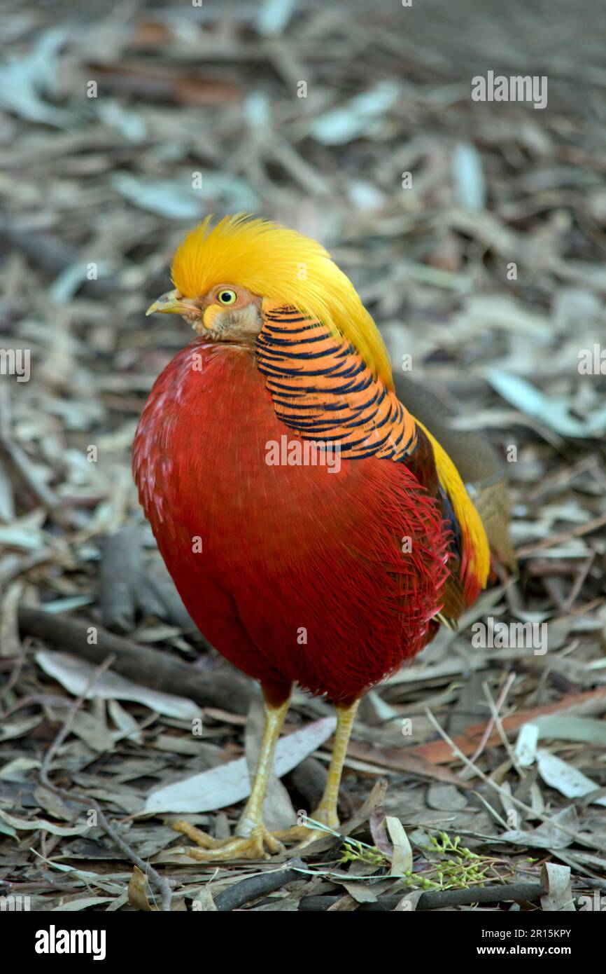 Red Golden Pheasant