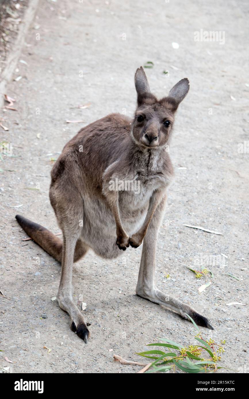 the kangaroo-Island Kangaroo has a light brown body with a white under ...
