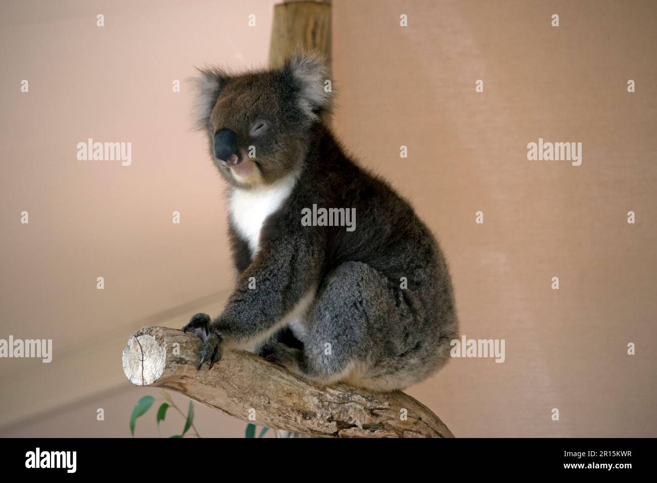 the Koala has large round head, big furry ears and big black nose ...