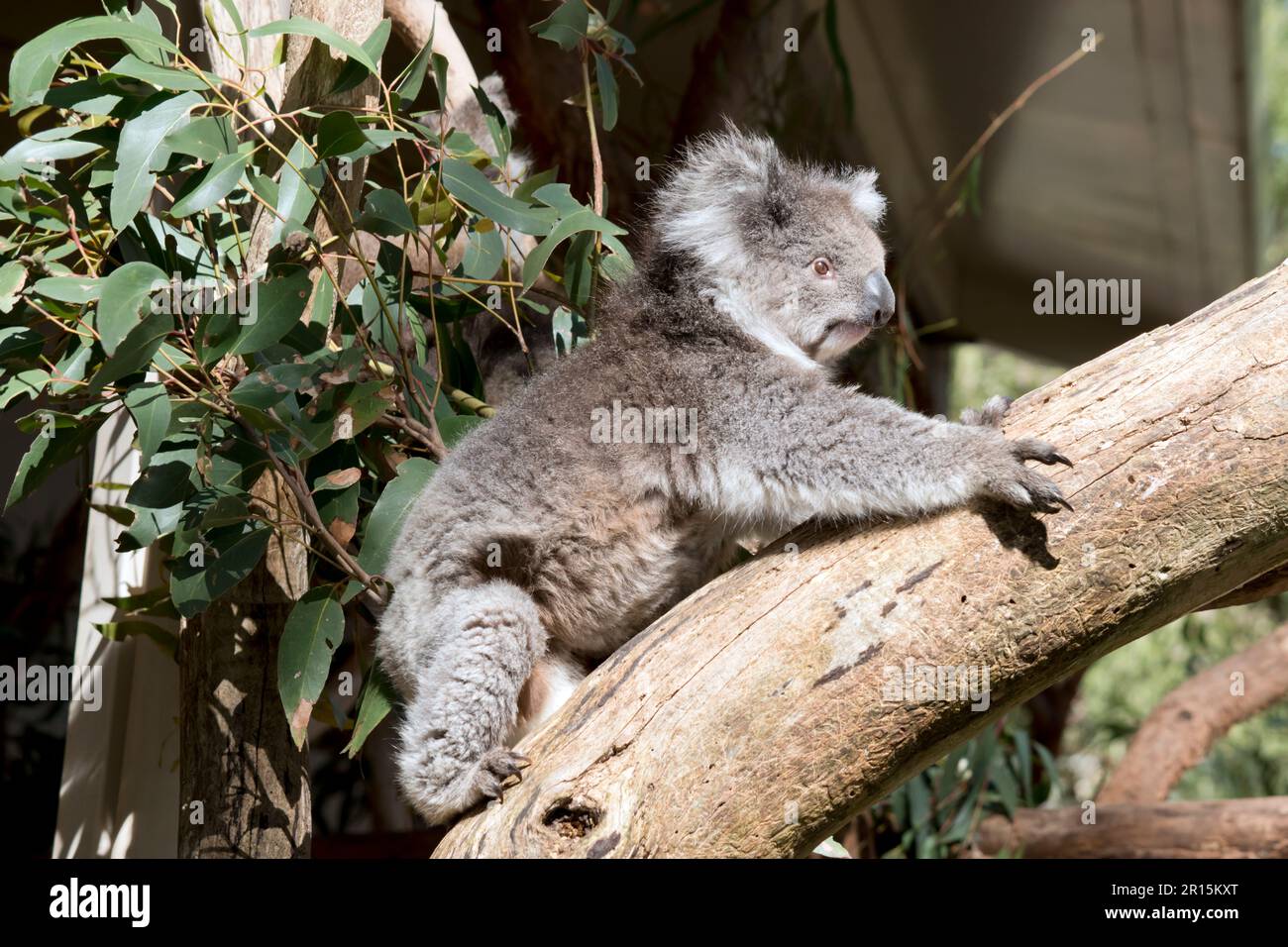 the koala are usually grey-brown in colour with white fur on the chest ...