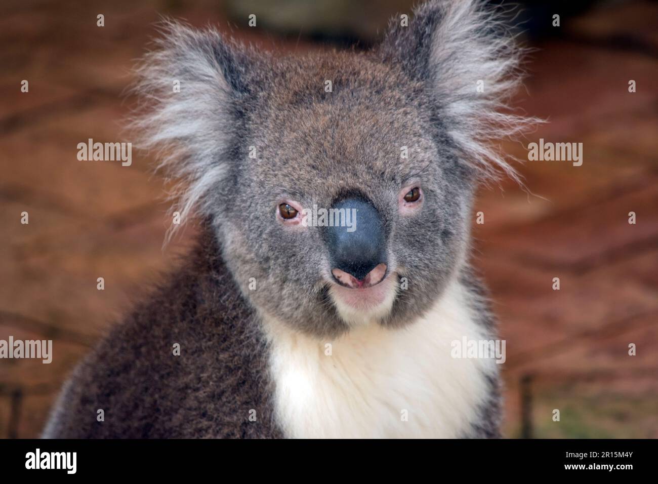 The Koala has a large round head, big furry ears and big black nose ...