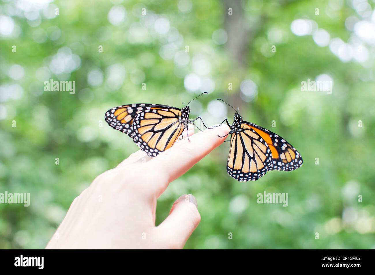 Butterflies on hand hi-res stock photography and images - Alamy