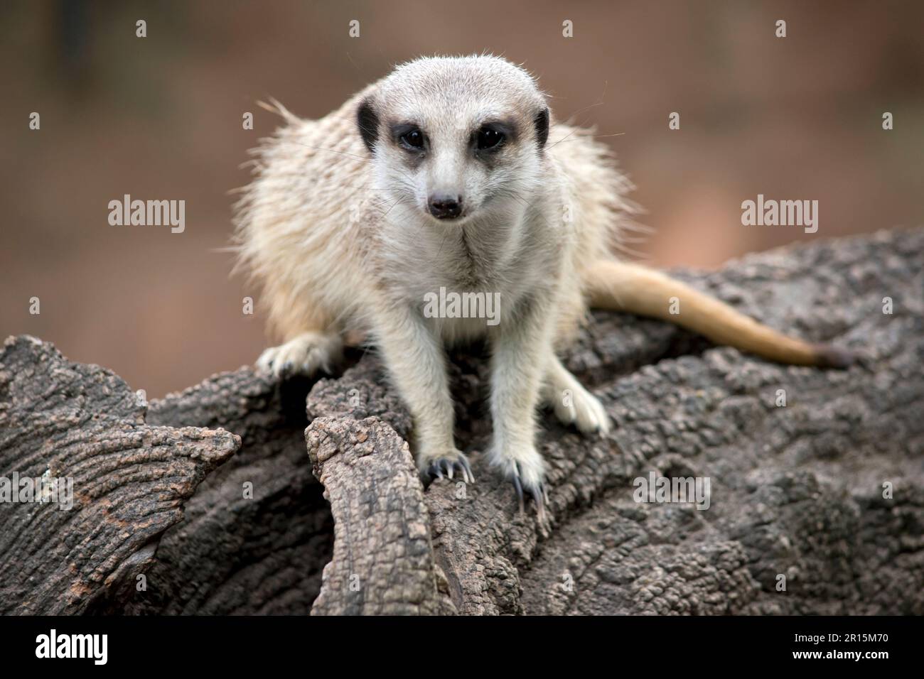 meerkats are extremely cute, with bushy, brown-striped fur, a small ...