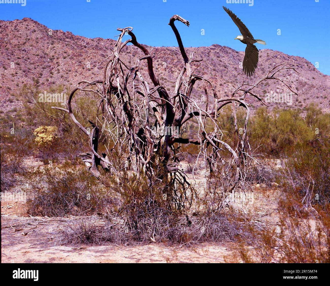 Illustrated bald eagle flying in the desert Stock Photo - Alamy