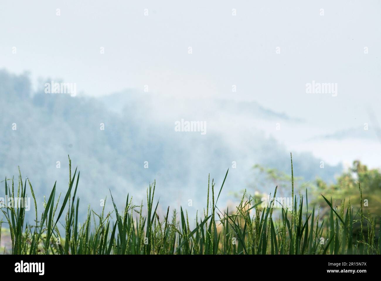 Vibrant green paddy plants covered in morning dew, set against a ...