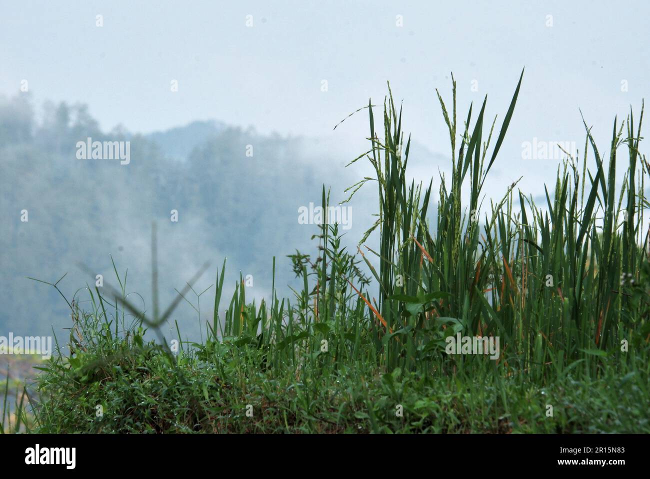 Vibrant green paddy plants covered in morning dew, set against a ...